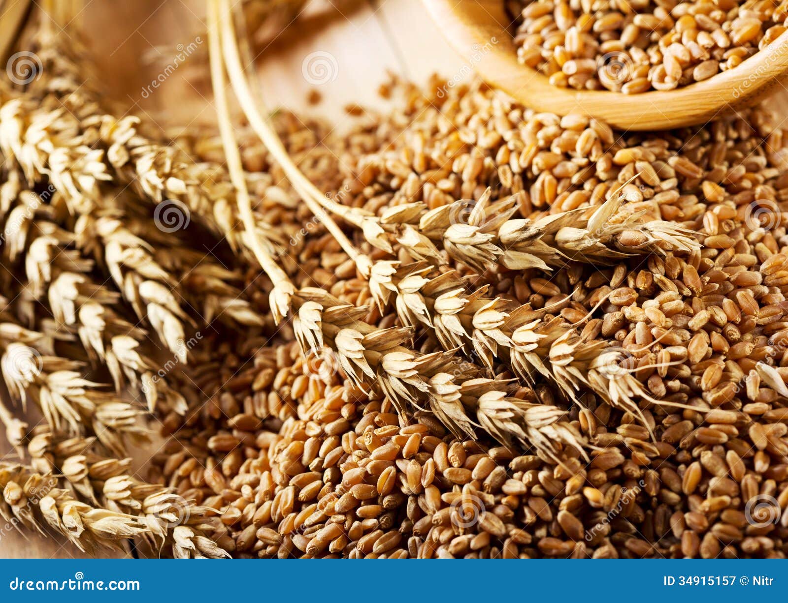 Wheat grains stock image. Image of cereal, organic, natural - 34915157