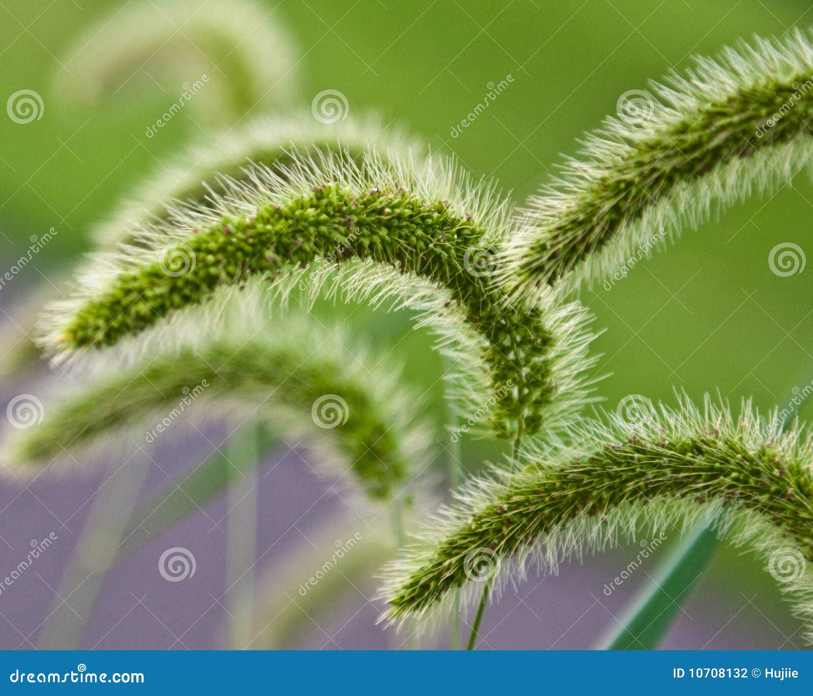 Wheat Grass stock photo. Image of summer, outdoors, lawn - 10708132