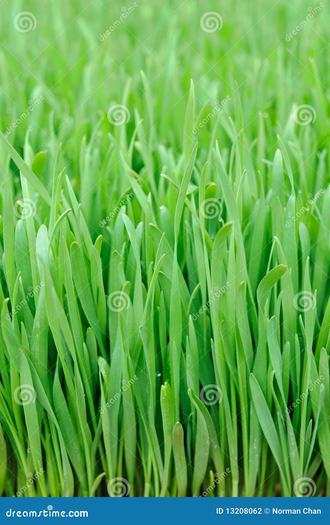 Wheat grass stock photo. Image of lawn, plant, background - 13208062