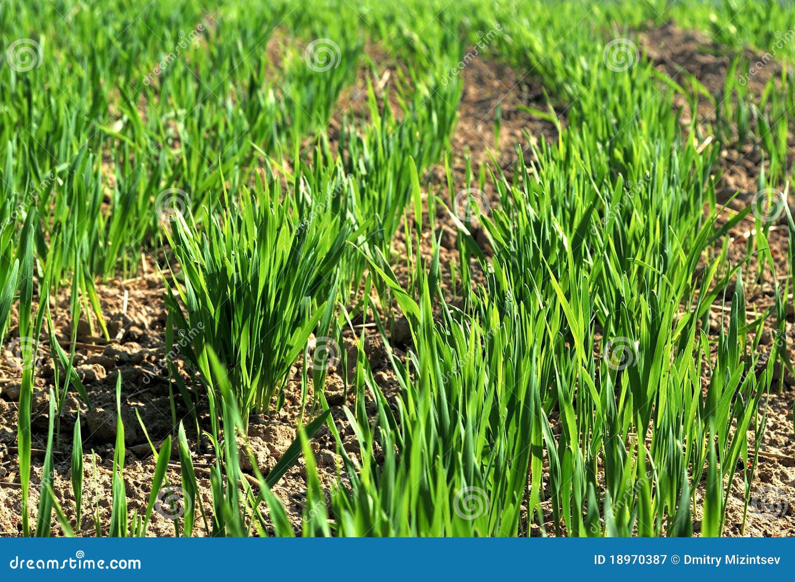 Wheat grass stock image. Image of meadows, spring, growth - 18970387