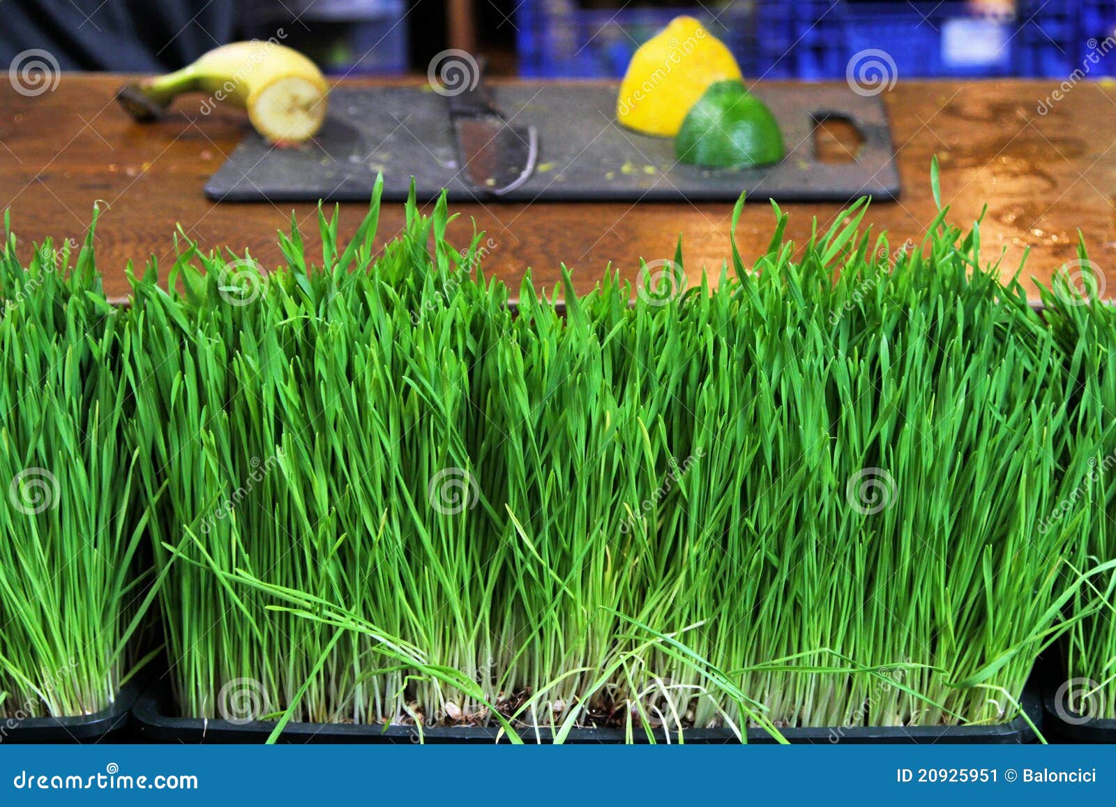 Wheat grass stock image. Image of edible, healthy, plant - 20925951