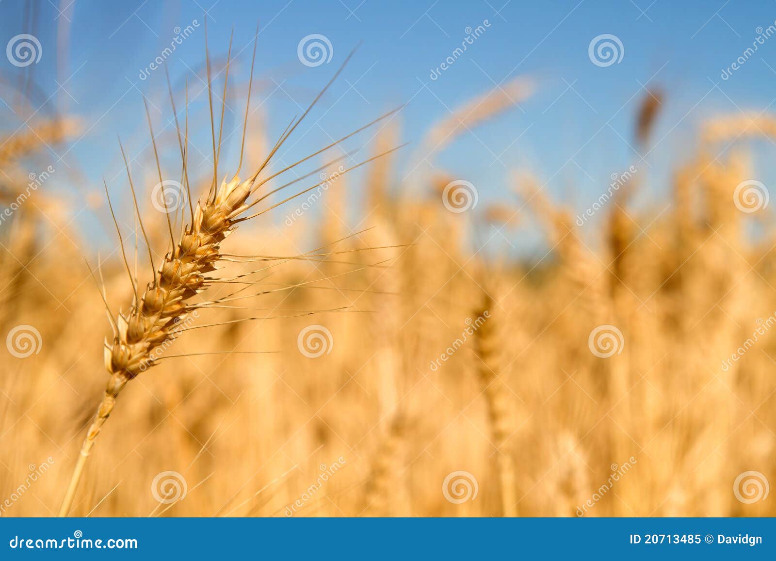 Wheat Grass in Farm Field stock image. Image of wheat - 20713485
