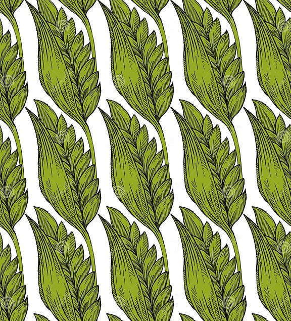 Wheat grass stock vector. Illustration of grain, cereal - 76073824