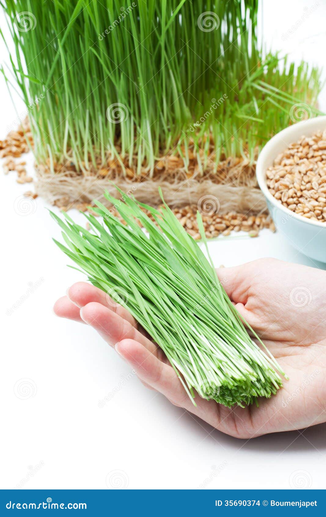 Wheat grass in hand stock photo. Image of diet, eating - 35690374