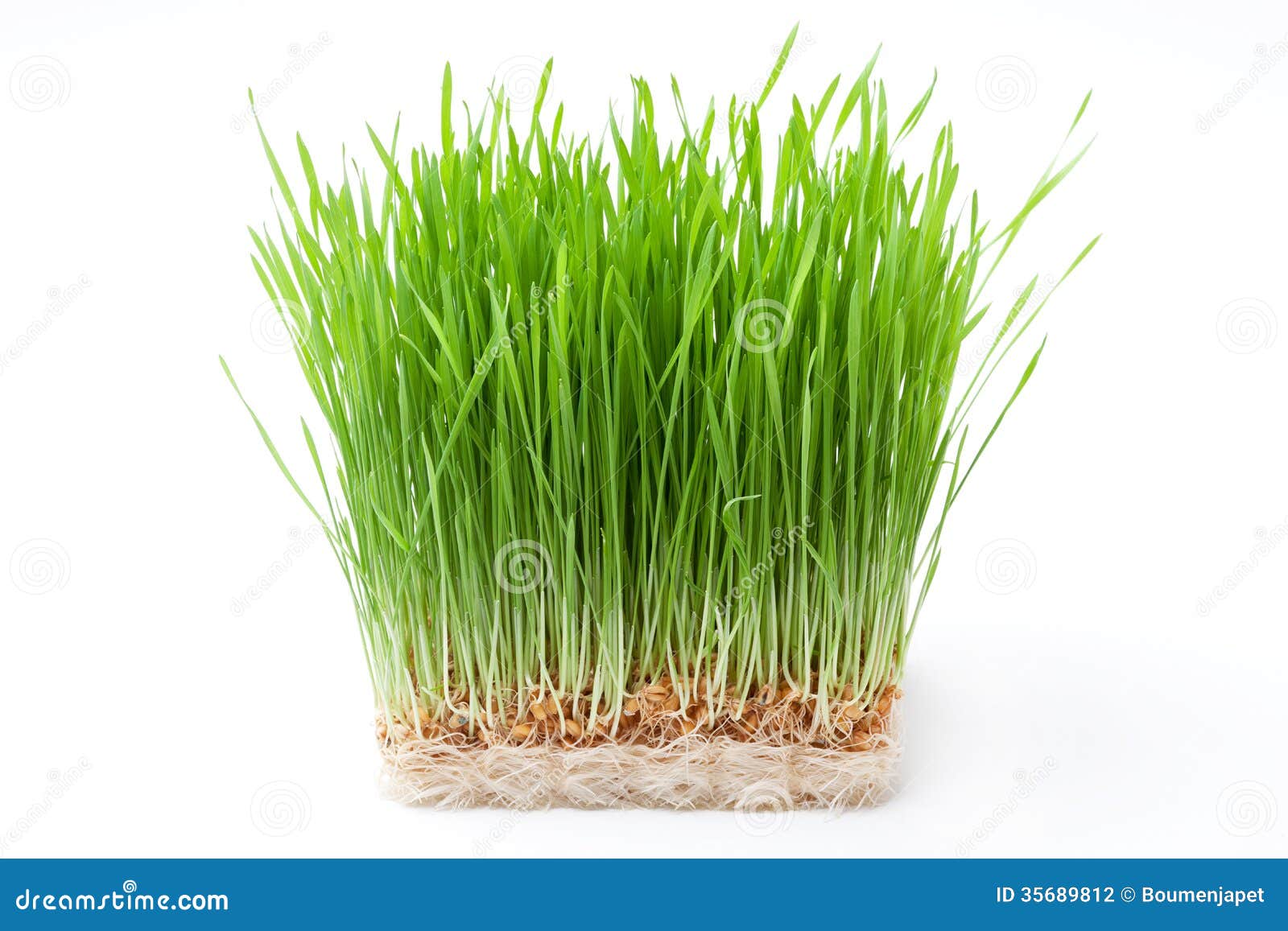 Wheat grass stock photo. Image of chlorophyll, harvest - 35689812