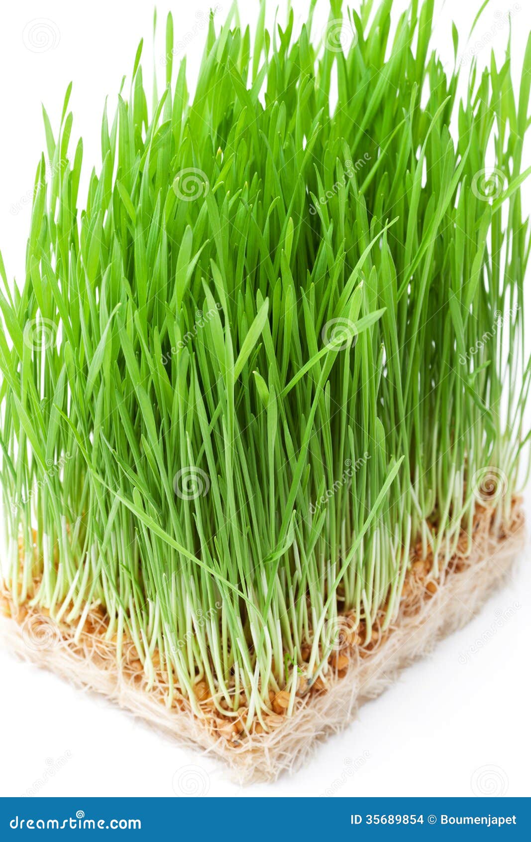 Wheat grass stock photo. Image of diet, healthy, growing - 35689854