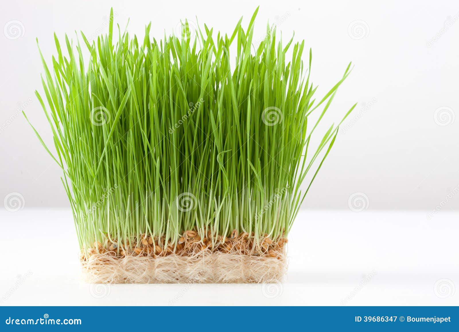 Wheat grass juice stock image. Image of food, bright - 39686347