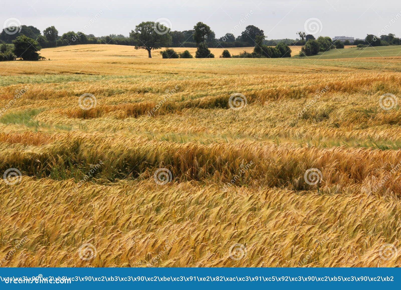 Wheat grass in landscape stock photo. Image of grow, land - 86017854