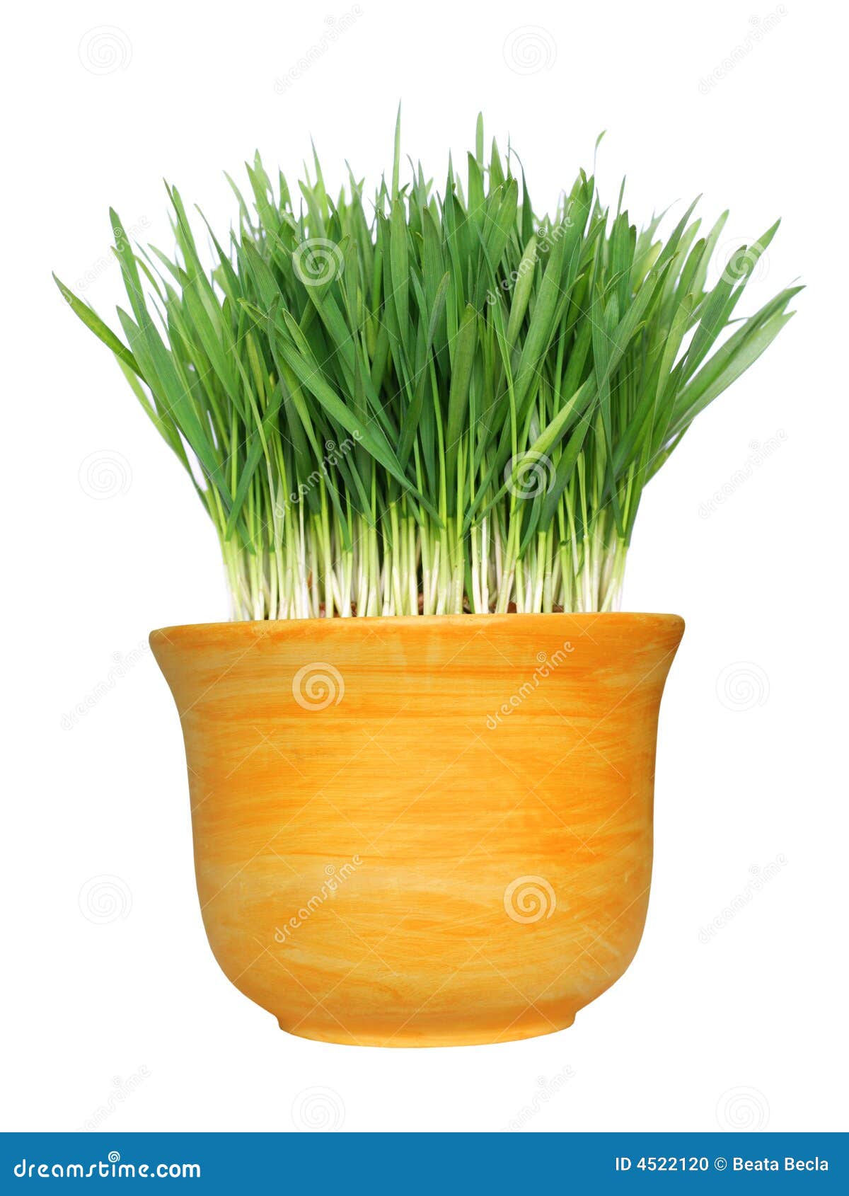 Wheat grass in pot stock photo. Image of fresh, nature - 4522120