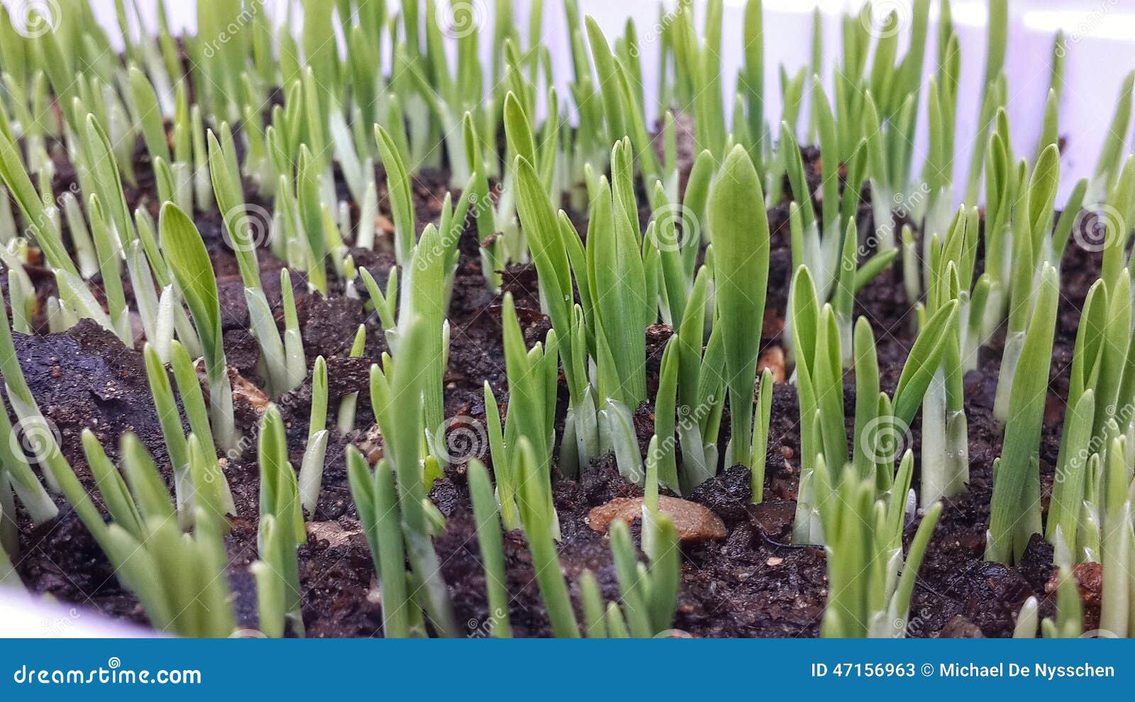 Wheat grass sprouting stock image. Image of vegetarian - 47156963