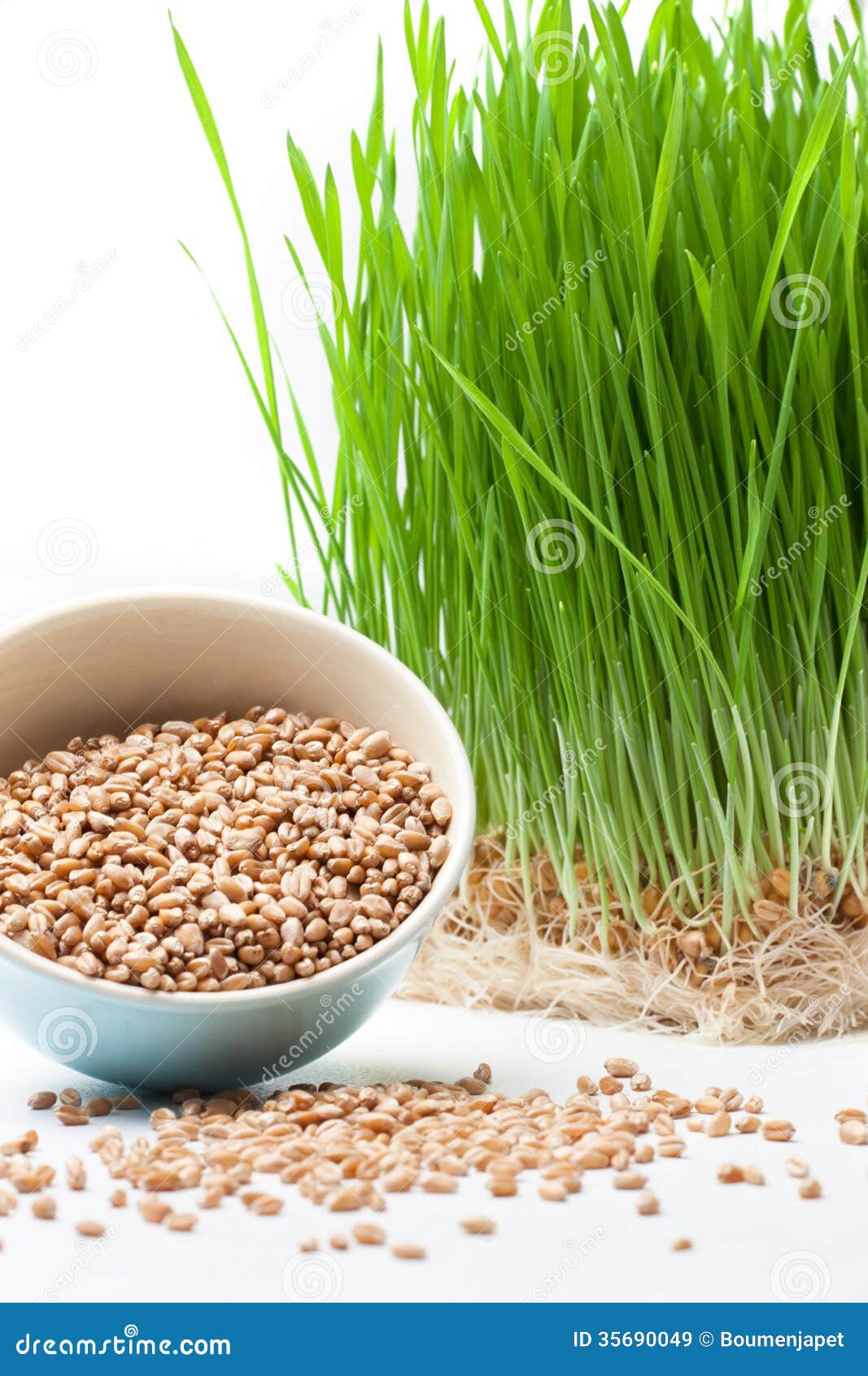 Wheat grass and wheat stock image. Image of glass, herbal - 35690049