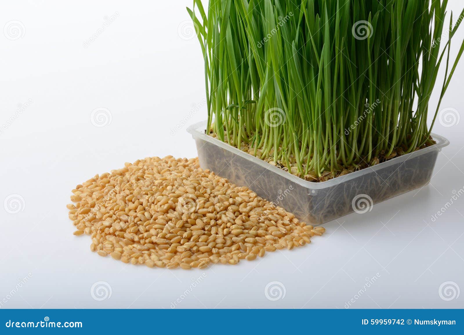 Wheat Grass and Wheat Grains Stock Photo - Image of grain, growth: 59959742