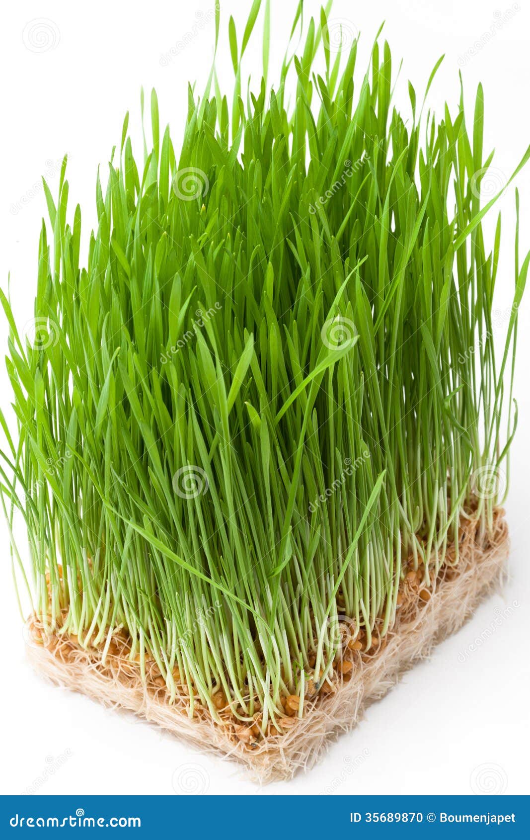 Wheat grass stock photo. Image of grow, lifestyle, longevity - 35689870