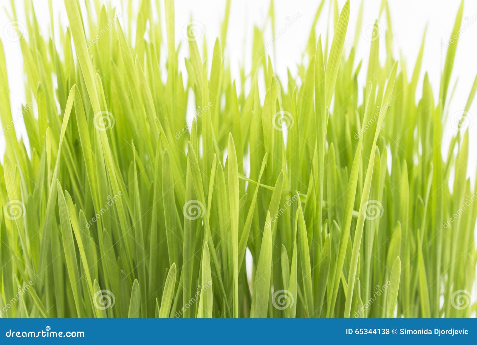 Wheat Grass on a White Background Stock Photo - Image of plant, grass ...