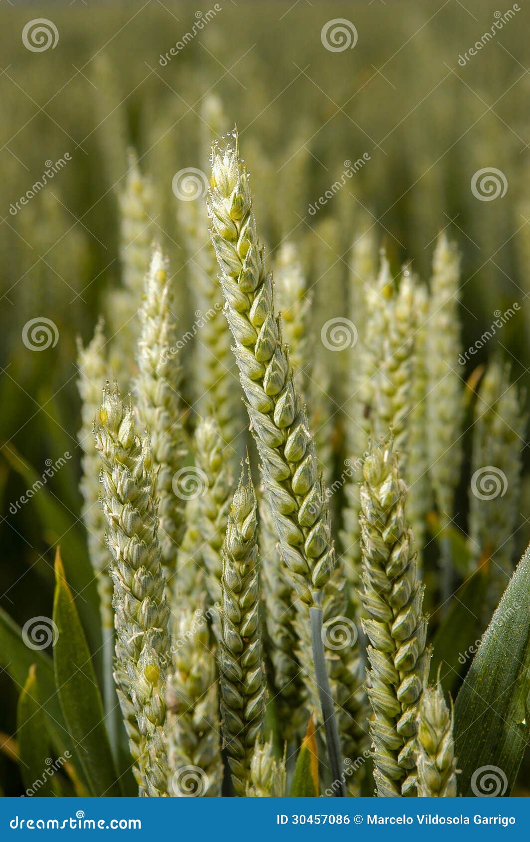 Wheat stock photo. Image of drops, wheat, beards, humidity - 30457086