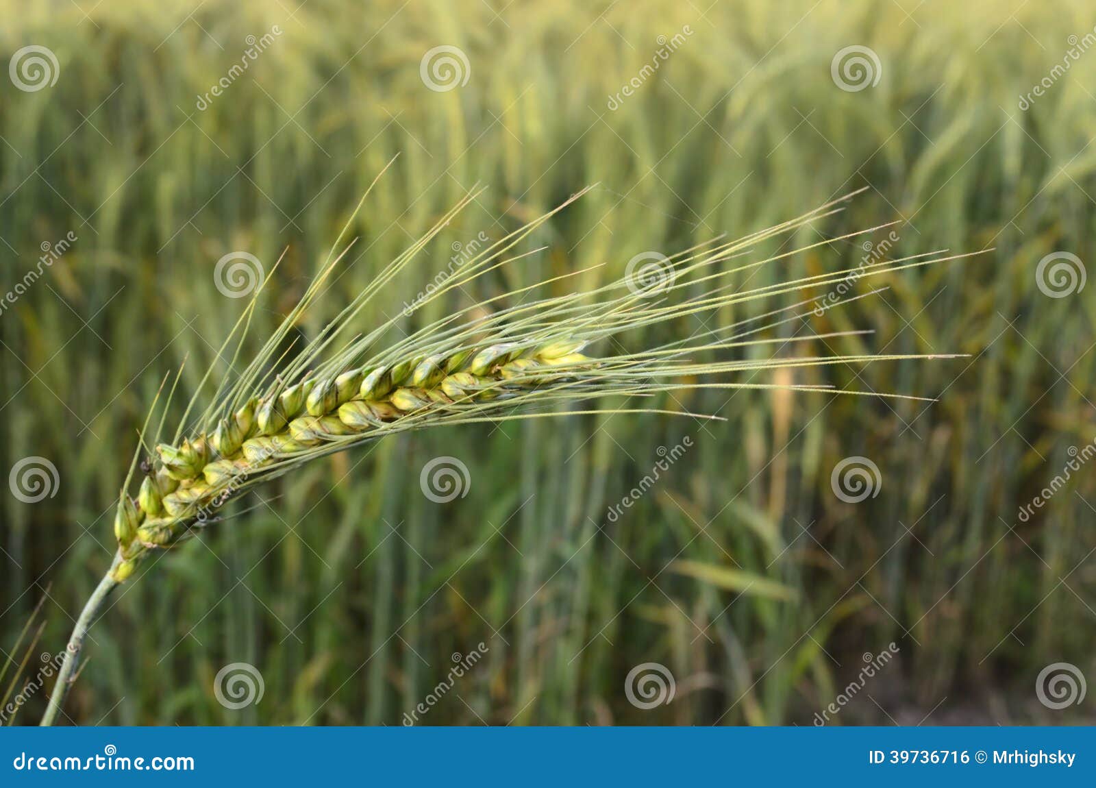 Wheat Green Spikelet stock photo. Image of crop, closeup - 39736716