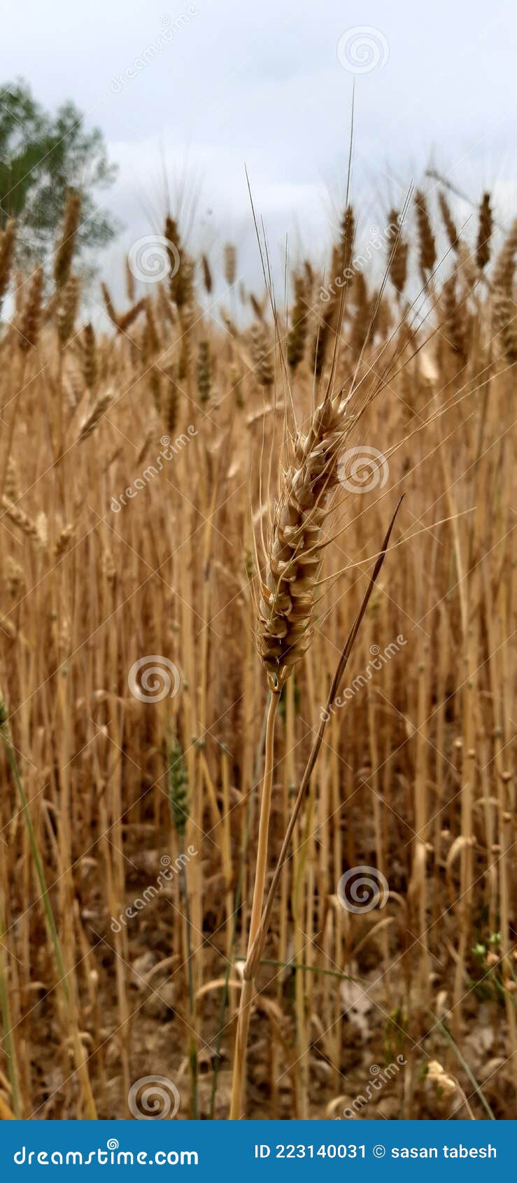 Wheat only in the ground stock image. Image of agriculture - 223140031