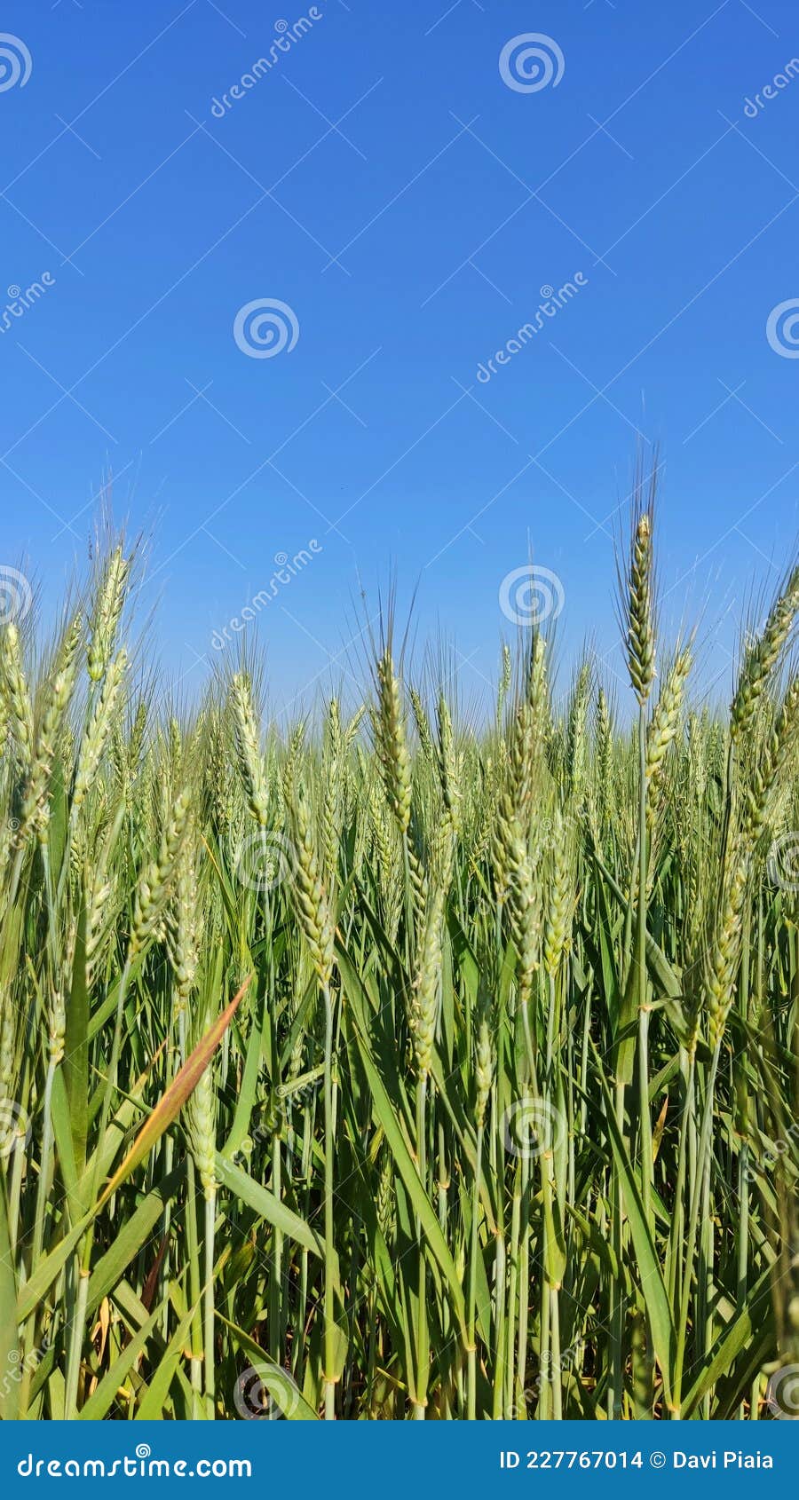 Wheat Growing, Wheat Farming, Winter Crop Stock Photo - Image of ...