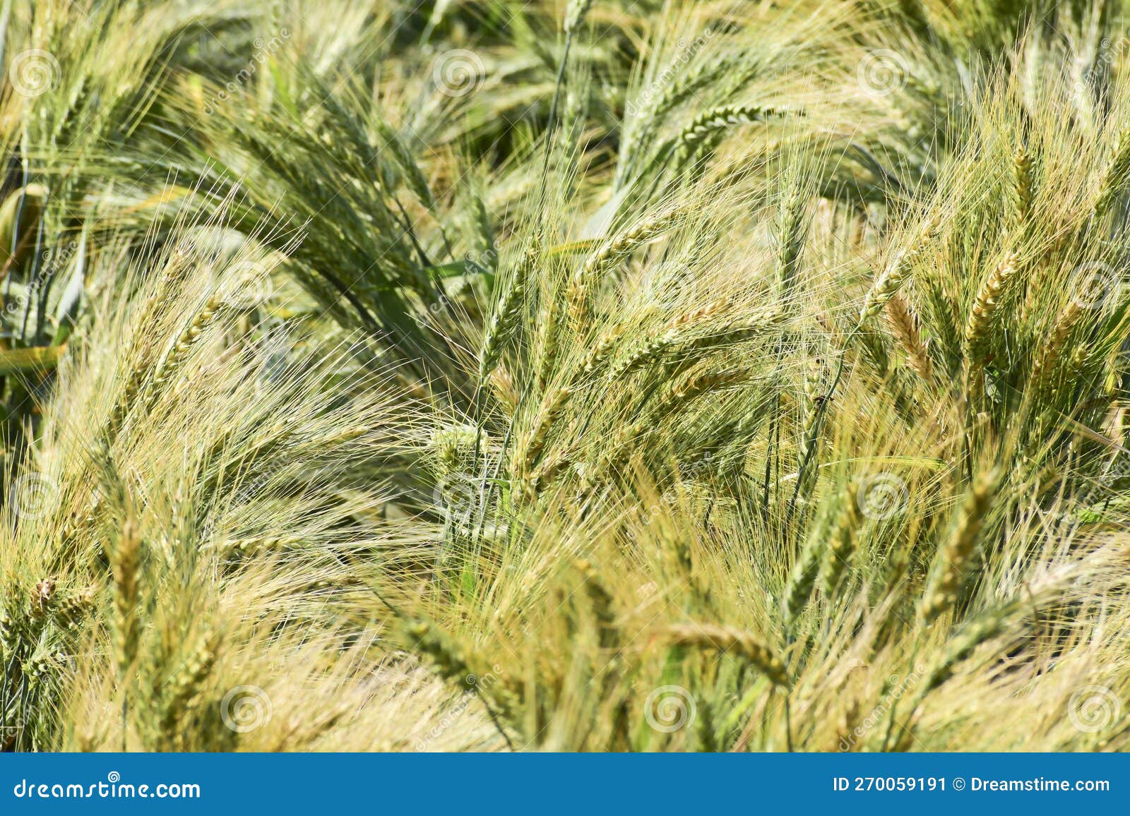 Wheat Growing in a Wheat Field, Wheat Growing in S Good Way is Going on ...