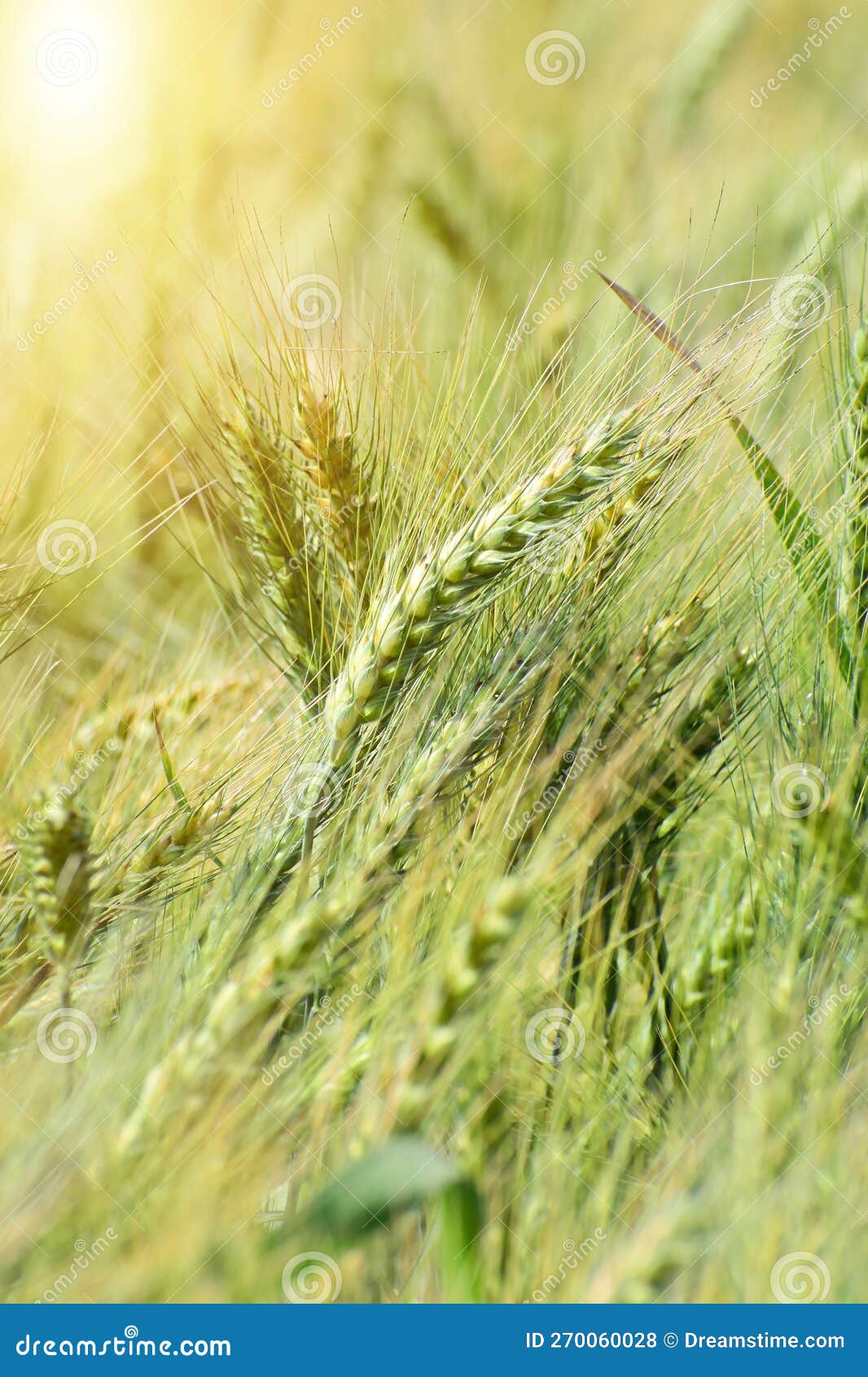 Wheat Growing in a Wheat Field, Wheat Growing in S Good Way is Going on ...