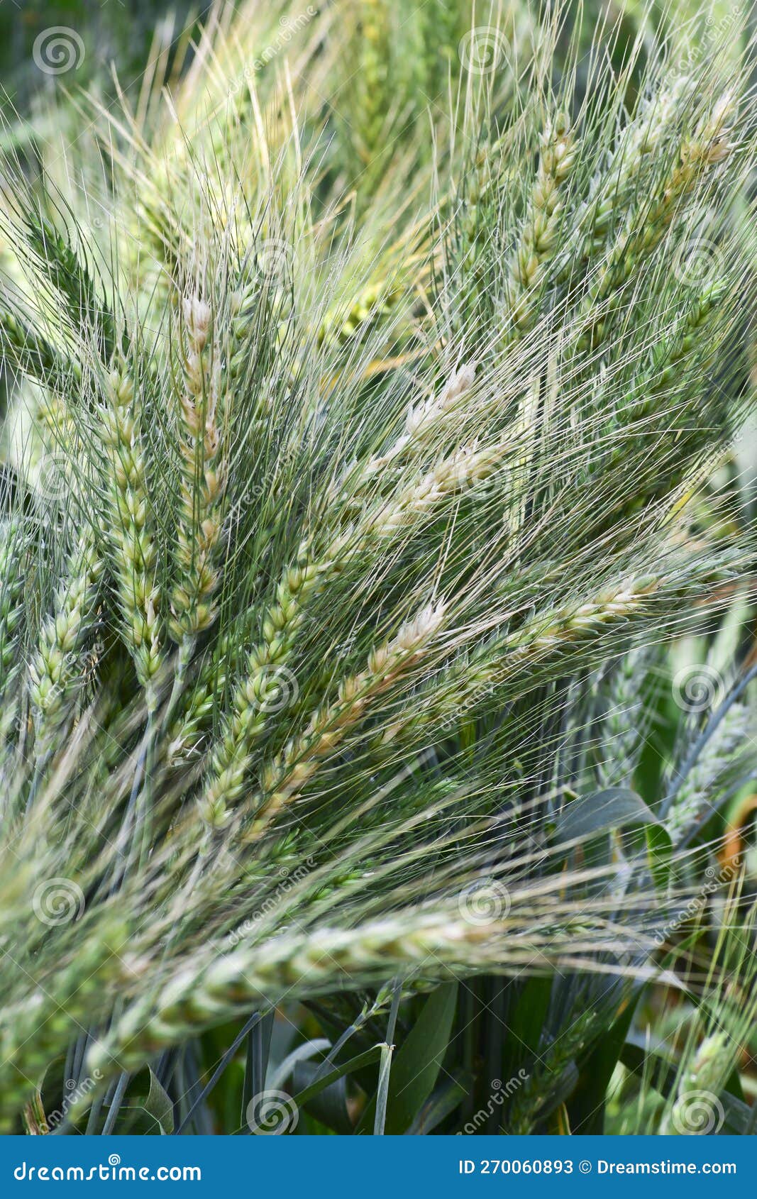 Wheat Growing in a Wheat Field, Wheat Growing in S Good Way is Going on ...