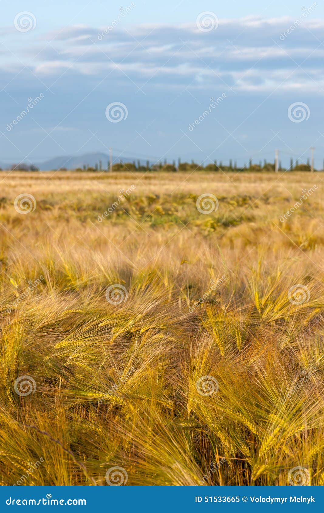 Wheat Growing in Green Farm Field Stock Image - Image of grass ...