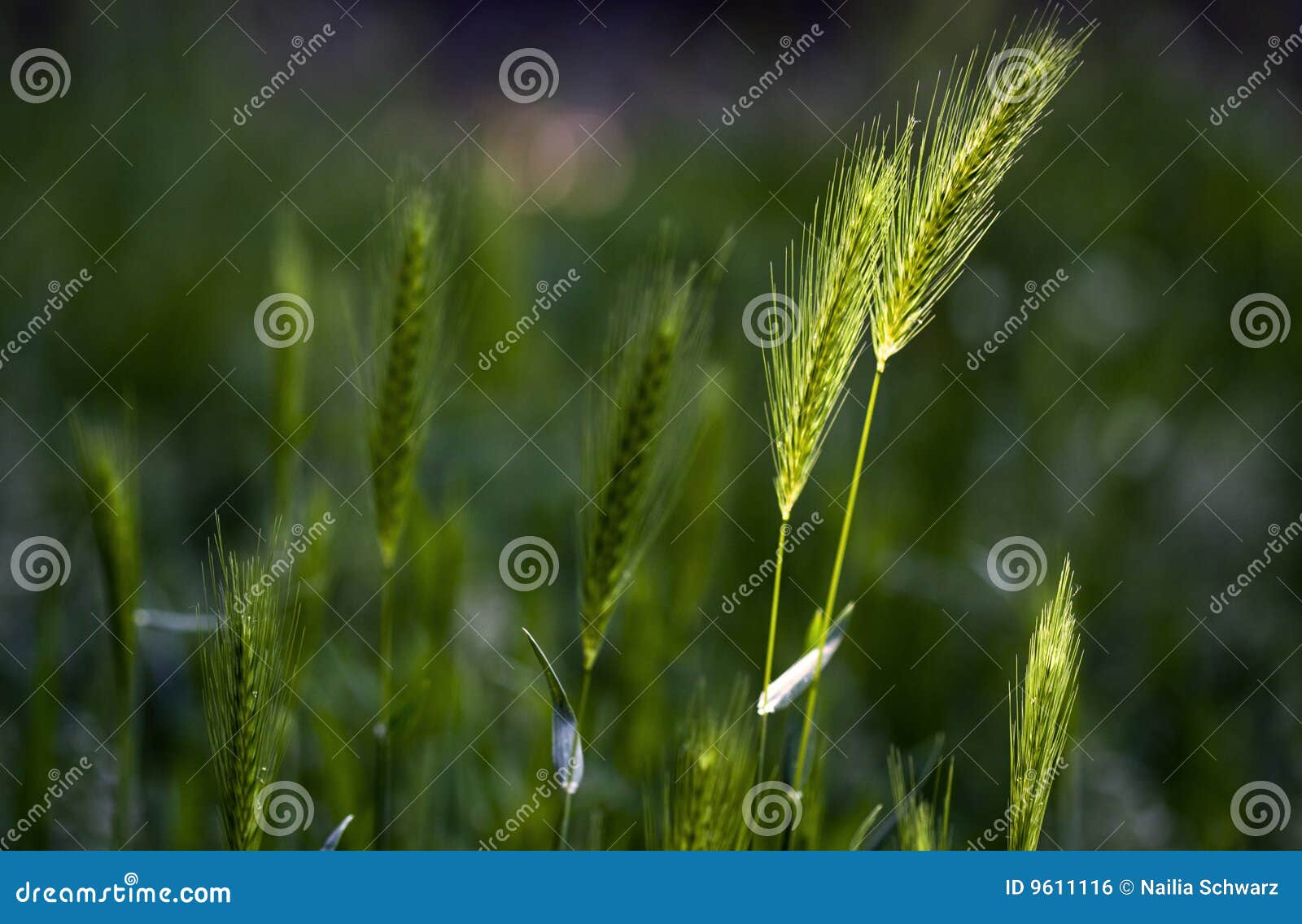 Wheat, Growing Wild on a Meadow in Spring Stock Photo - Image of ...
