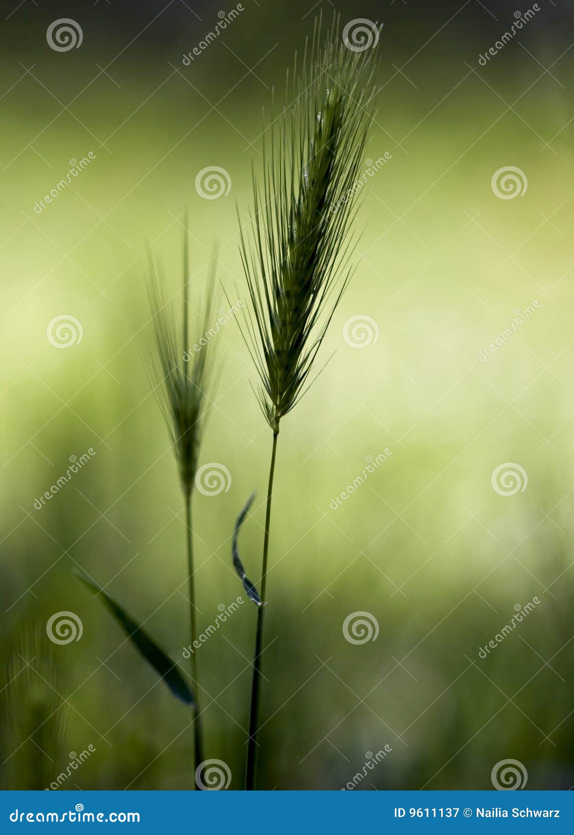 Wheat, Growing Wild on a Meadow in Spring Stock Image - Image of wild ...