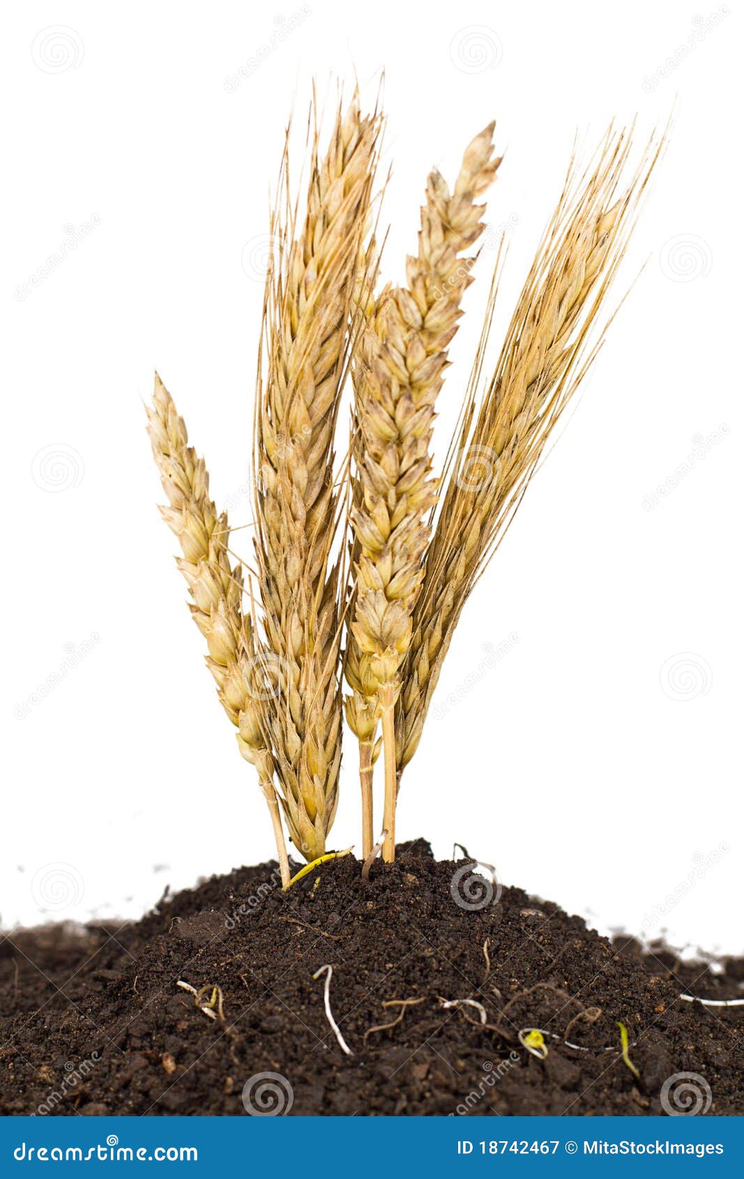 Wheat grows stock image. Image of grain, growth, yellow - 18742467