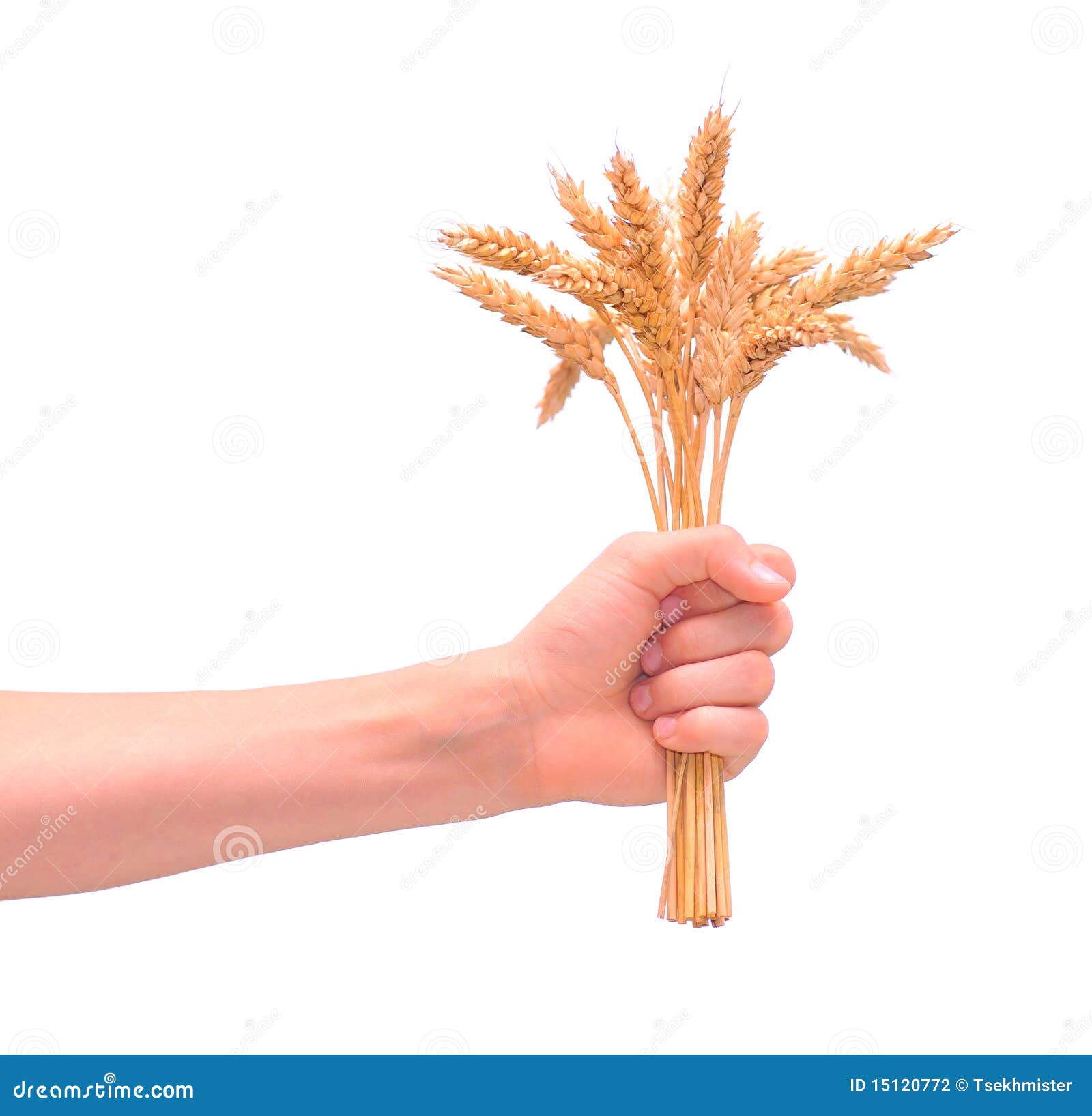 Wheat in the hand stock photo. Image of plant, wheat - 15120772