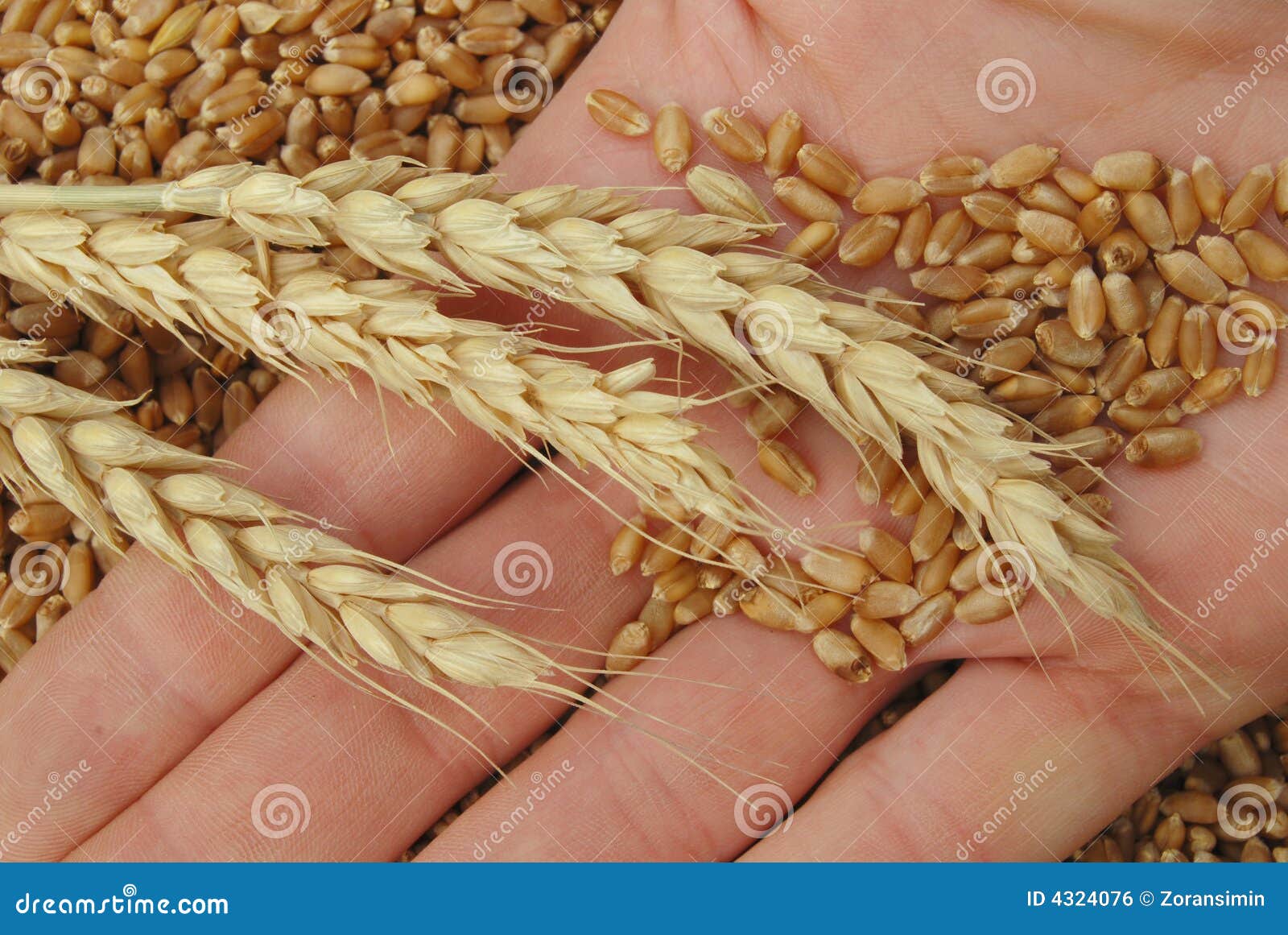 Wheat and hand stock photo. Image of grain, harvest, wheat - 4324076