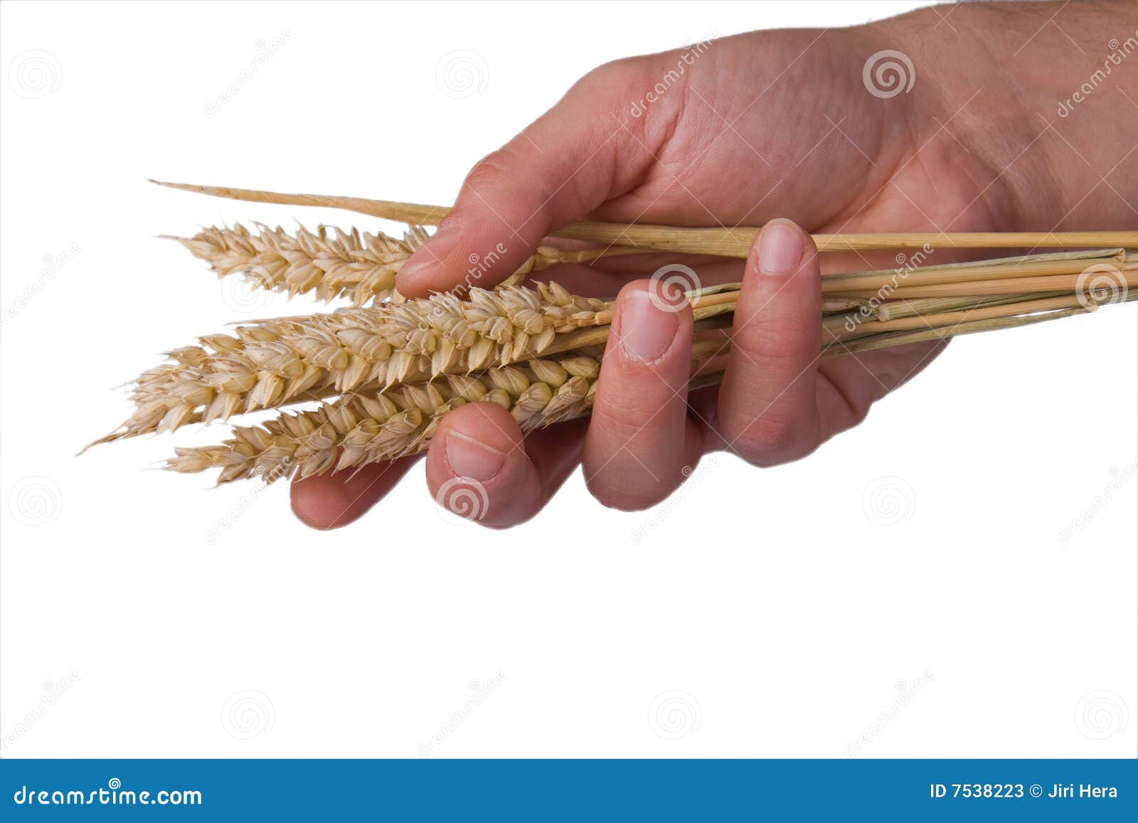 Wheat in hand stock image. Image of grow, hand, food, growth - 7538223