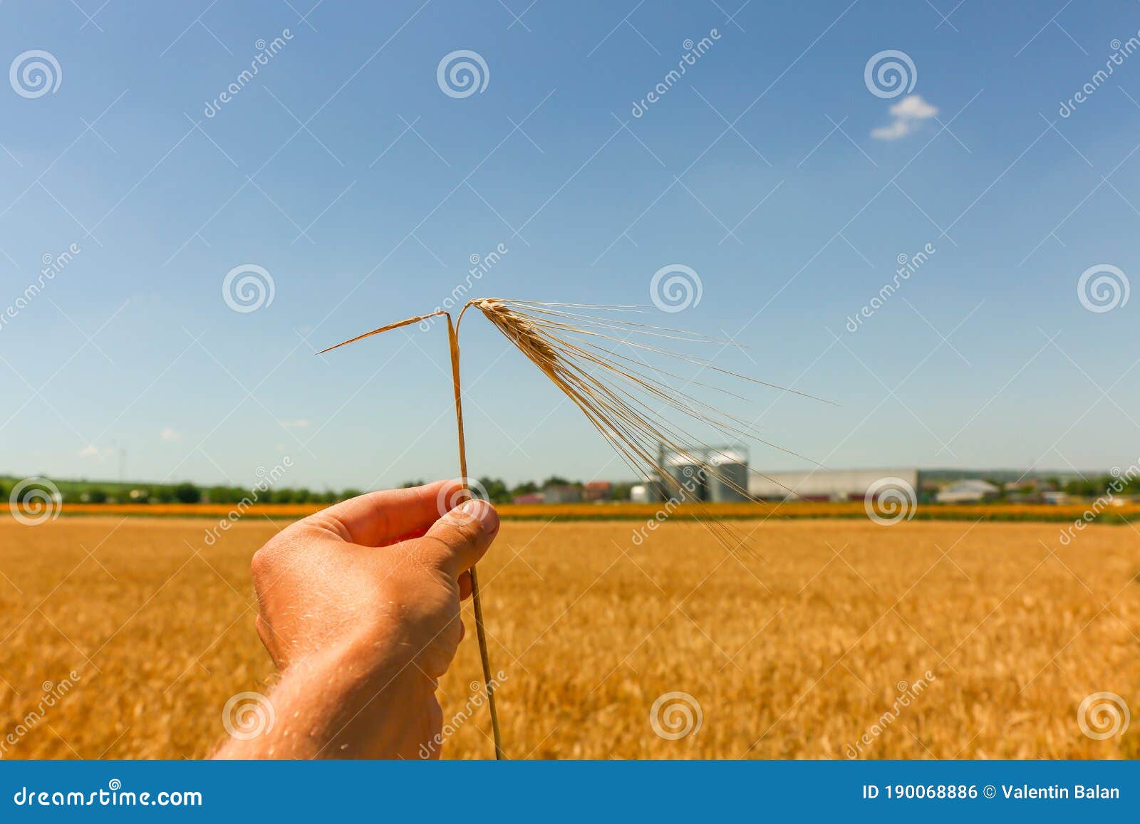 Wheat In Hand In India Royalty-Free Stock Photo | CartoonDealer.com ...