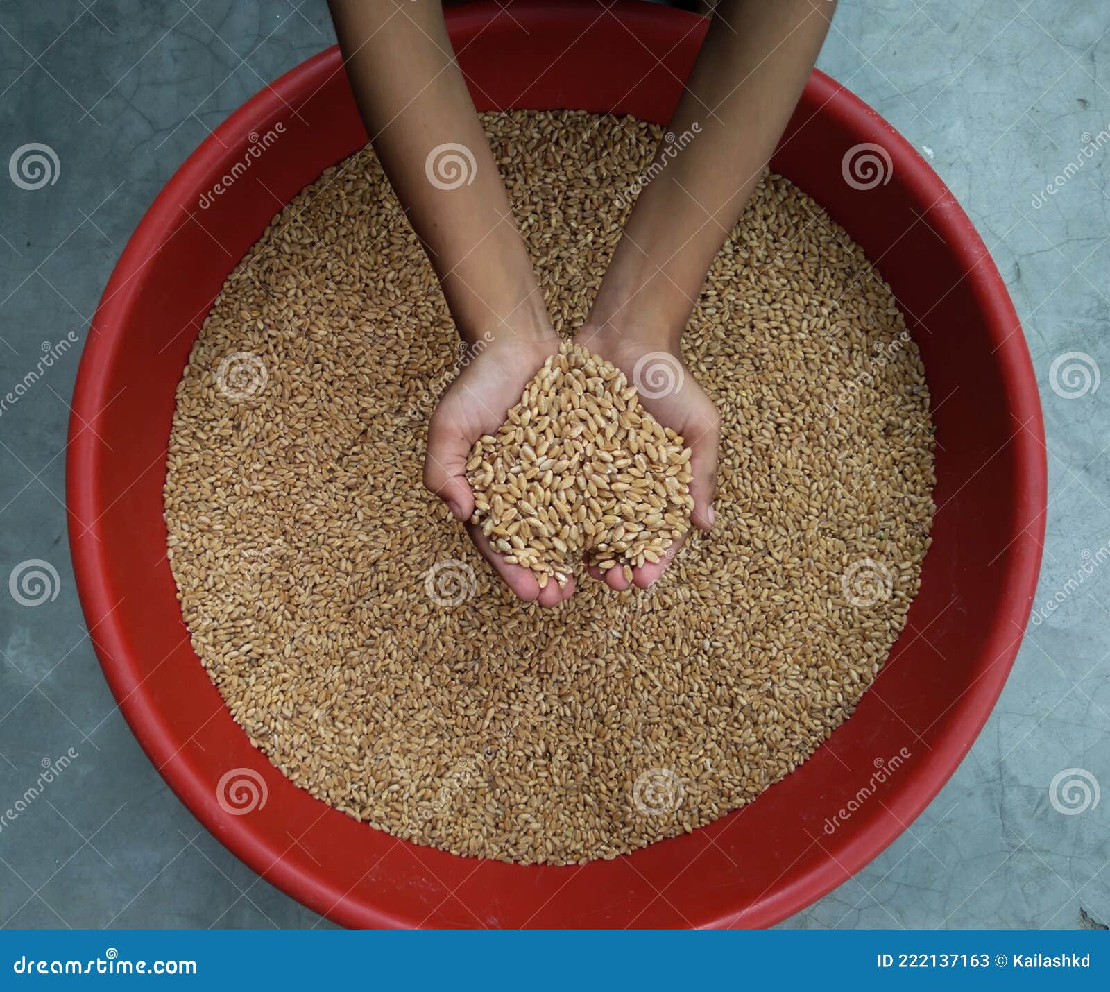 Wheat in hand in india stock image. Image of wheat, plant - 222137163