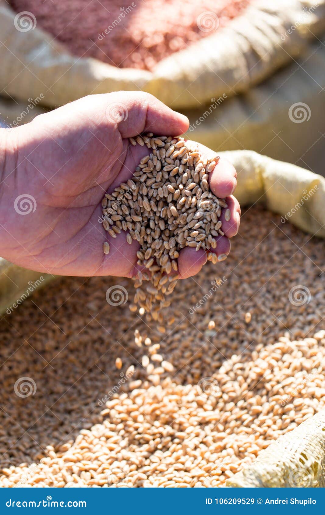 Wheat in hand stock image. Image of crop, healthy, yellow - 106209529