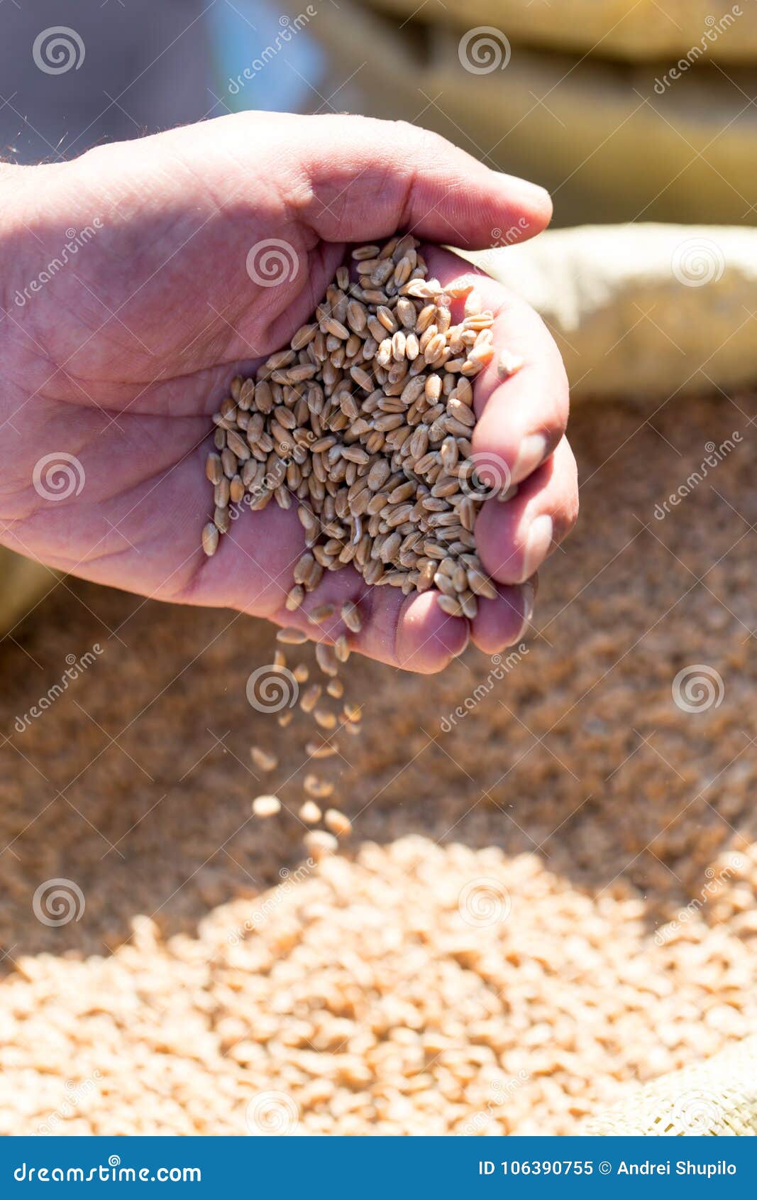 Wheat in hand stock image. Image of macro, crop, rural - 106390755