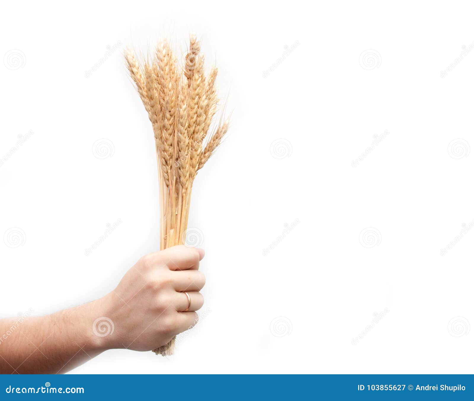 Wheat in Hand on White Background Stock Image - Image of finger, seed ...