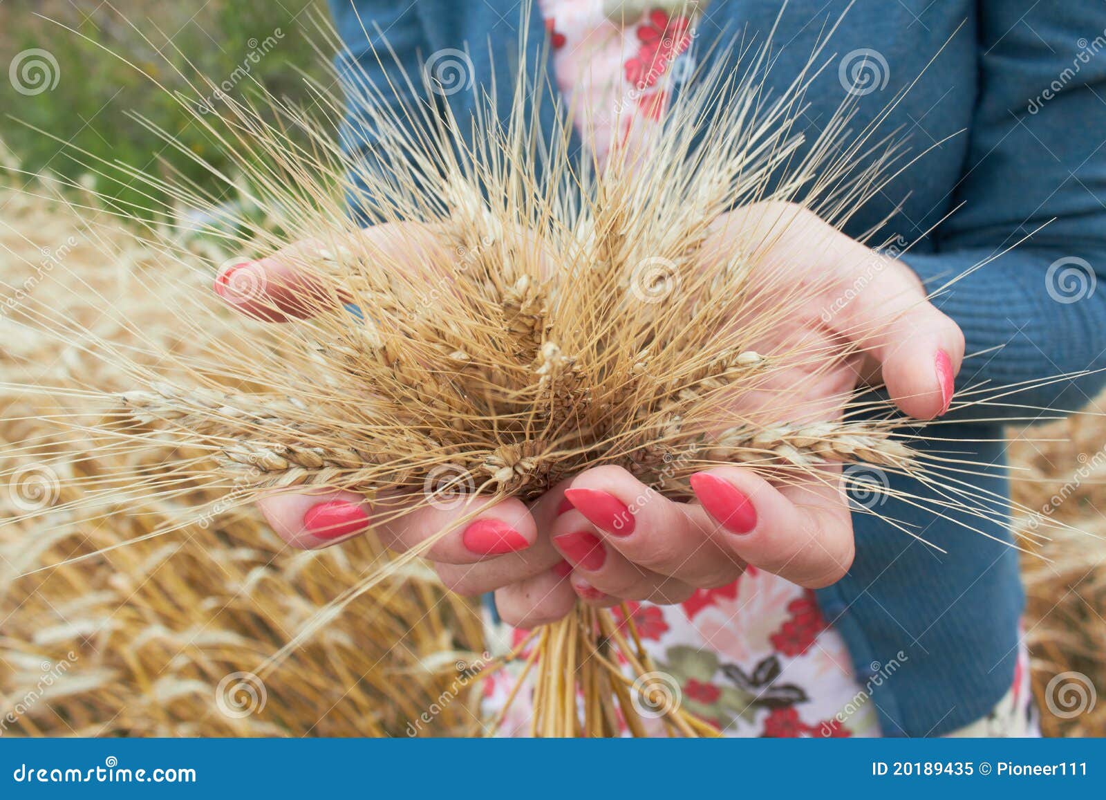 Wheat in the hands stock image. Image of harvesting, farm - 20189435
