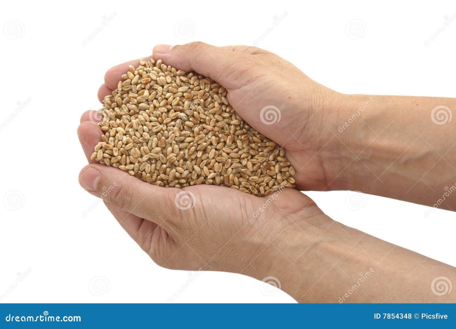 Wheat and hands stock photo. Image of healthy, cuisine - 7854348