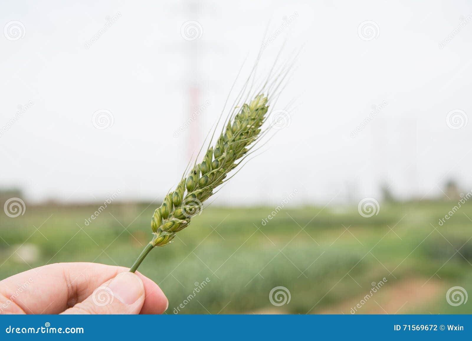 Wheat in hands stock photo. Image of growth, field, horizon - 71569672