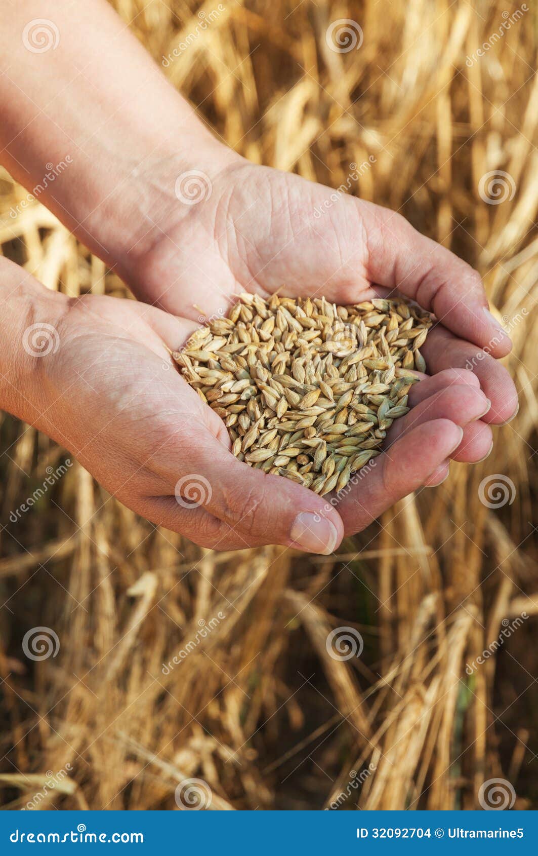 Wheat in hands stock photo. Image of soil, seed, agriculture - 32092704