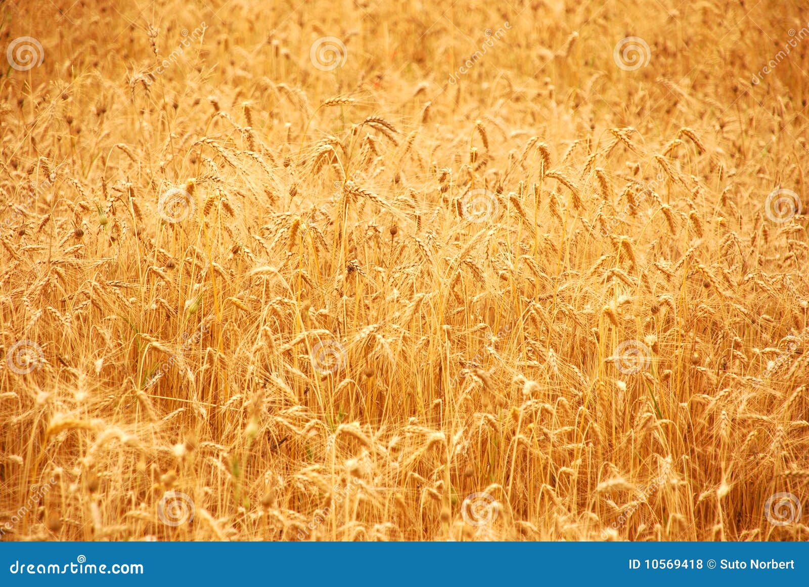 Wheat before harvest stock photo. Image of agriculture - 10569418
