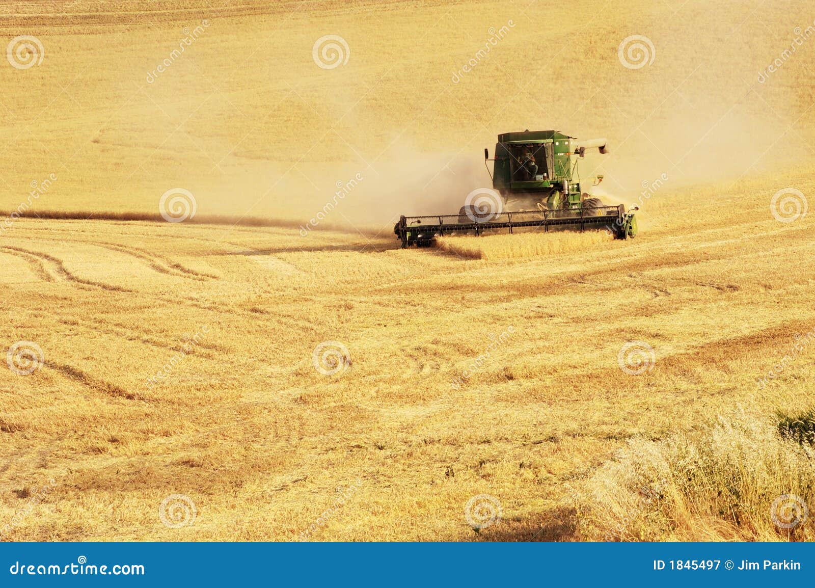 Wheat harvest 11 stock image. Image of plants, landscape - 1845497