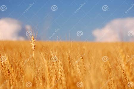 Wheat before harvest stock image. Image of agriculture - 1107701