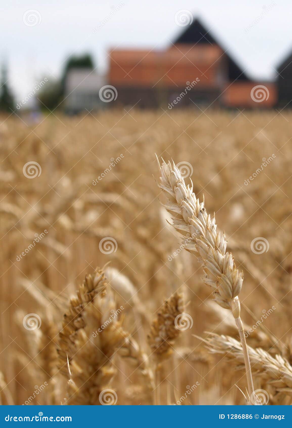 Wheat before harvest stock photo. Image of produce, healthy - 1286886
