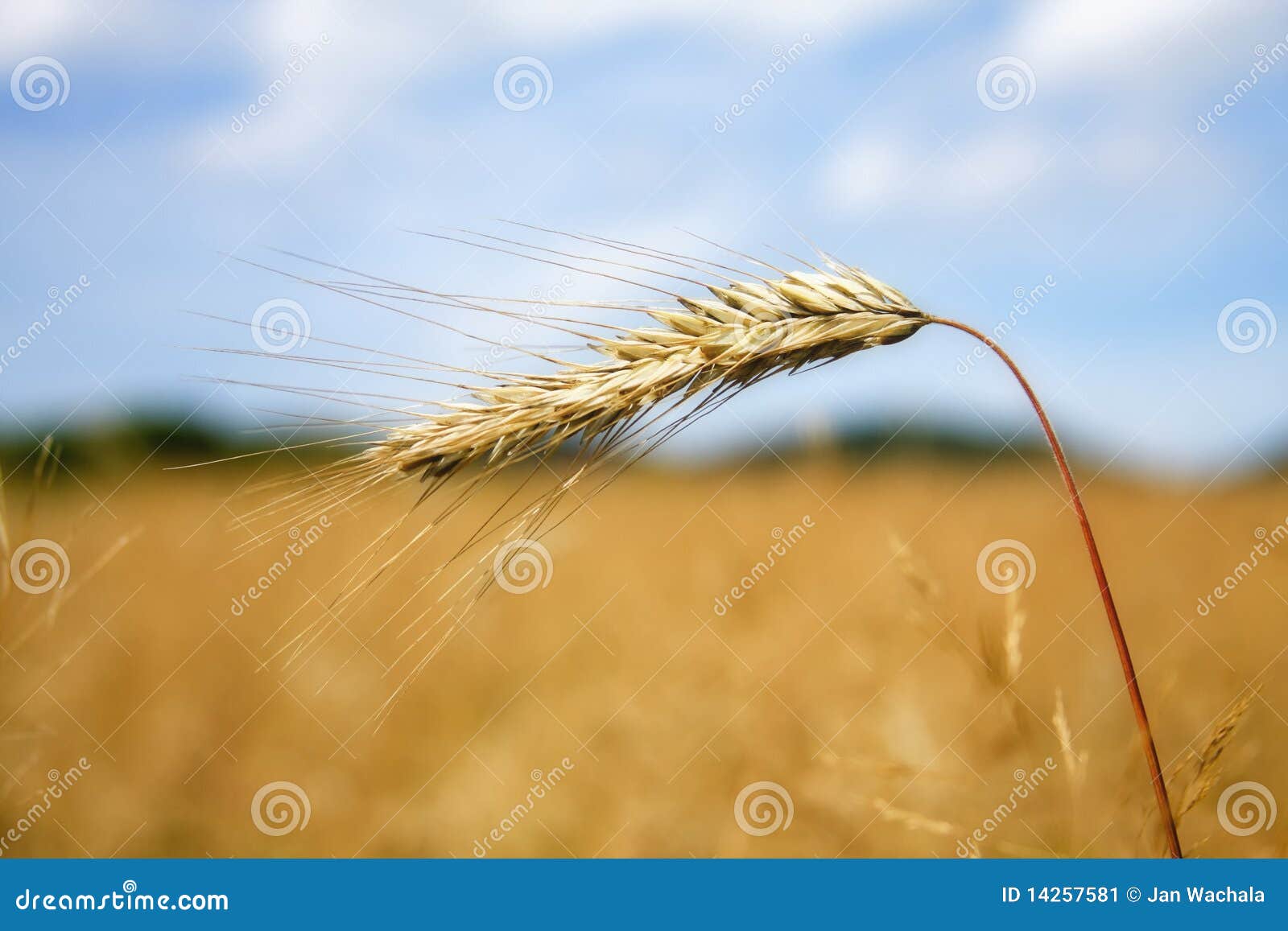 Wheat before harvest stock image. Image of straw, agriculture - 14257581