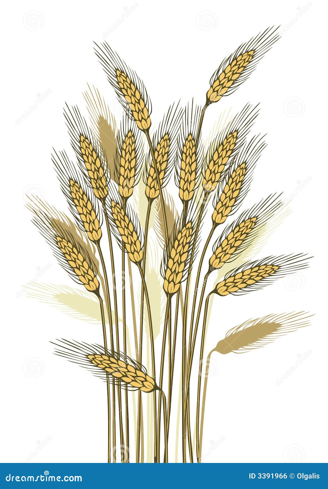 Wheat harvest stock vector. Illustration of bread, autumn - 3391966