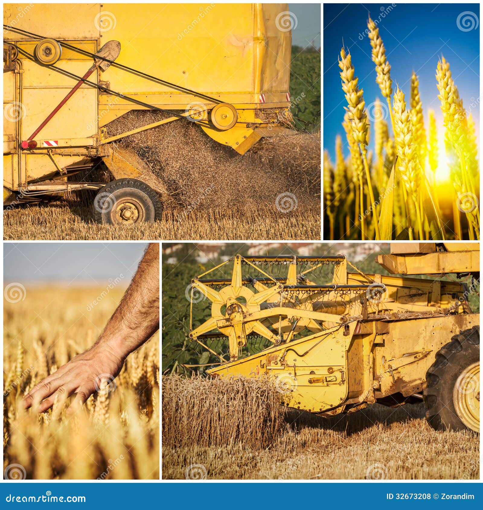 Wheat harvest collage stock photo. Image of garden, field - 32673208
