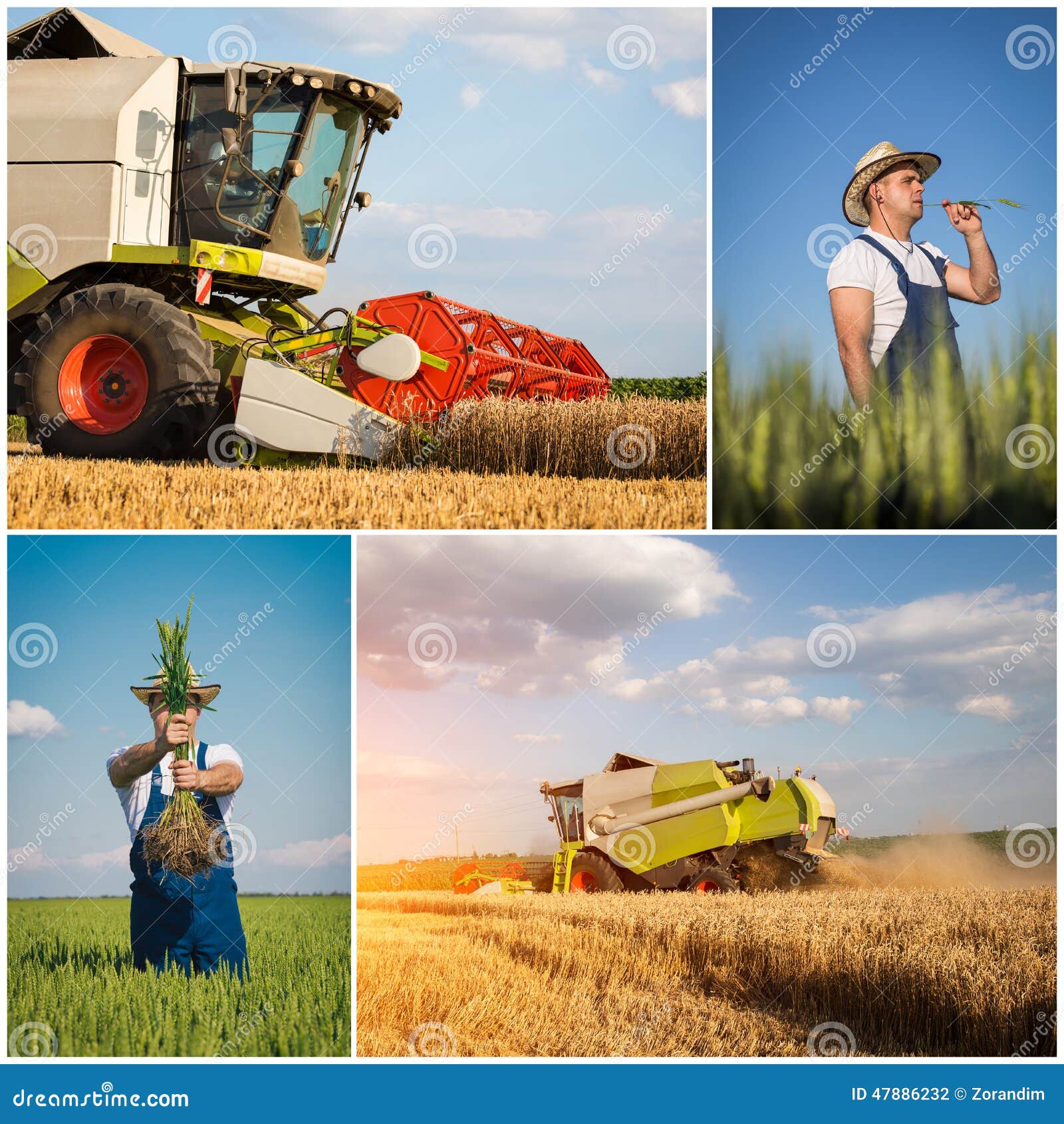 Wheat harvest - collage stock photo. Image of cereal - 47886232