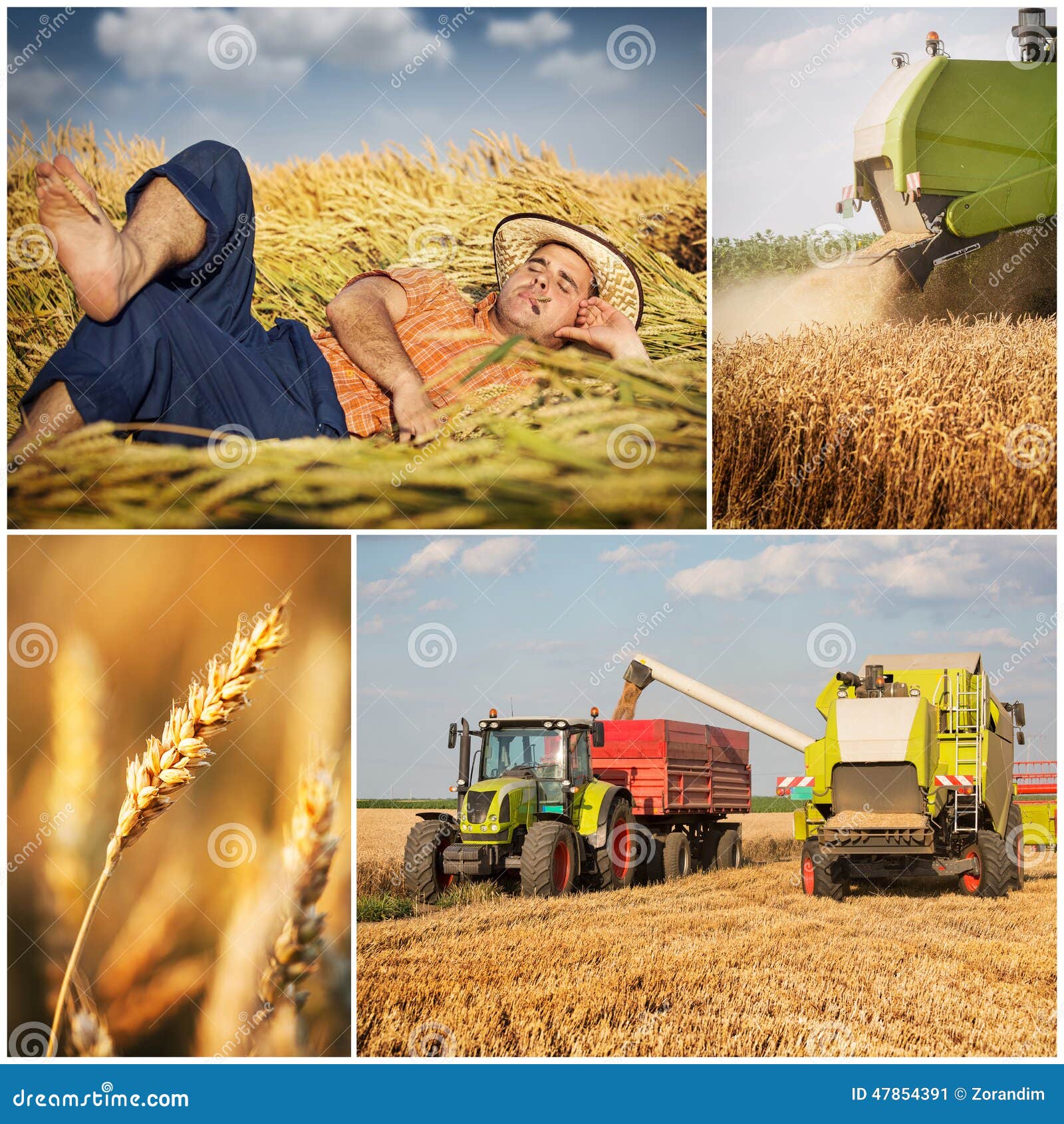 Wheat harvest - collage stock image. Image of natural - 47854391